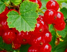 Obsthof Kaufmann - ...den gönn ich mir!